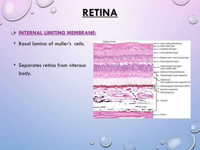 Histology of eyeball, sclera, cornea and retina | PPT