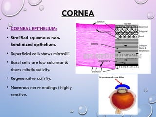 Histology of eyeball, sclera, cornea and retina | PPTX