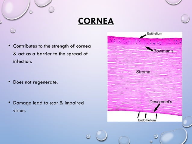 Histology of eyeball, sclera, cornea and retina | PPT