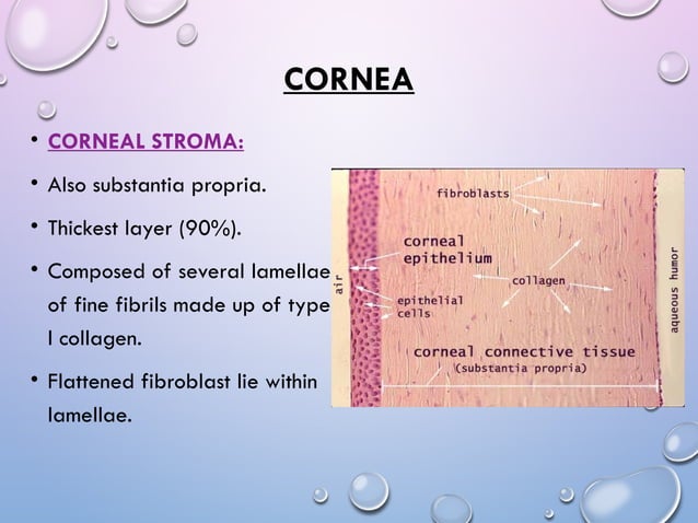 Histology of eyeball, sclera, cornea and retina | PPT