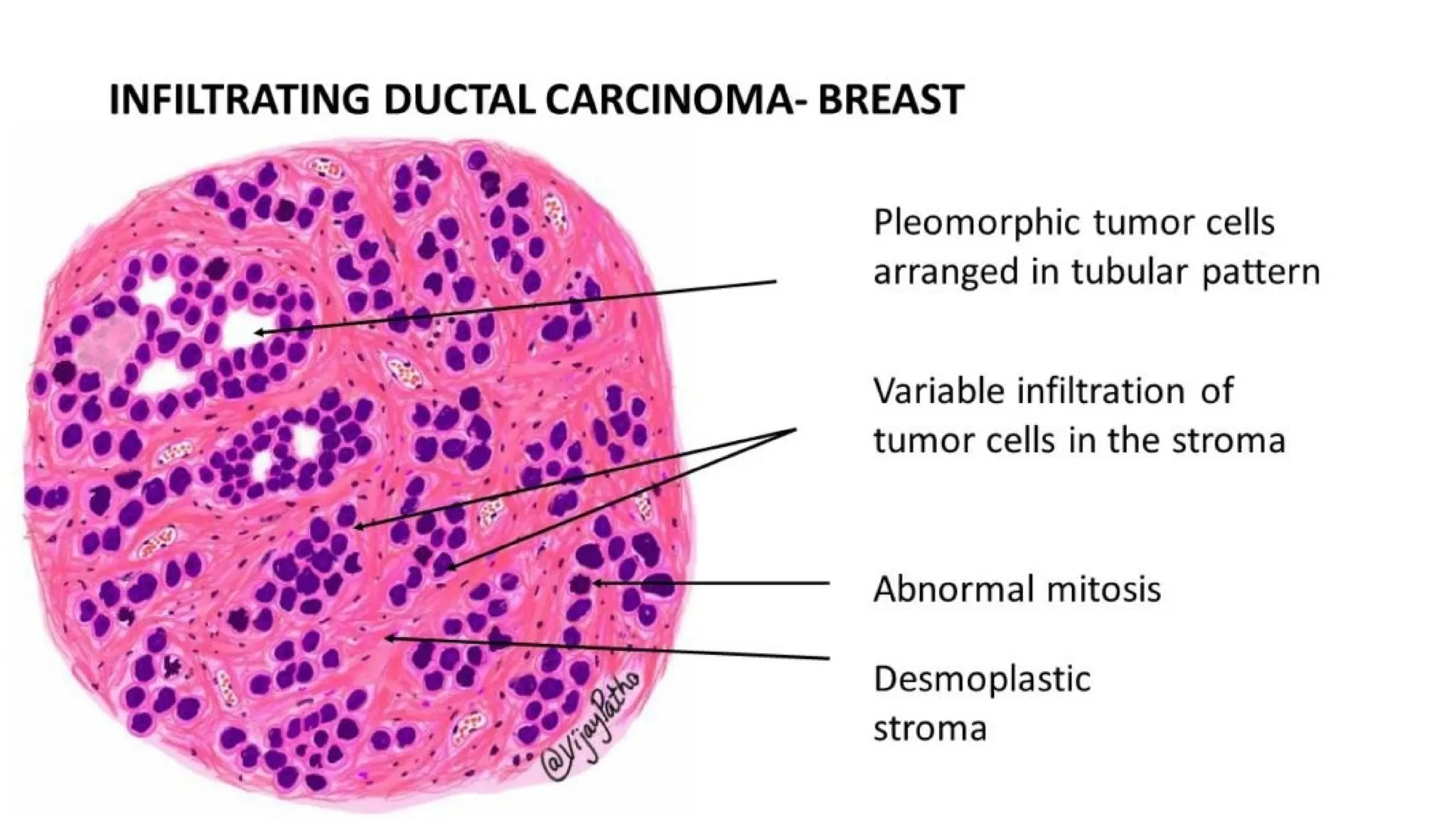 Histology of Female Breast 66678.pptx