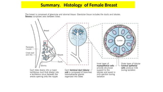 Histology of Female Breast 66678.pptx