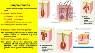 Histology of Female Breast 66678.pptx