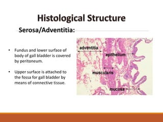Histology of gall bladder | PPTX