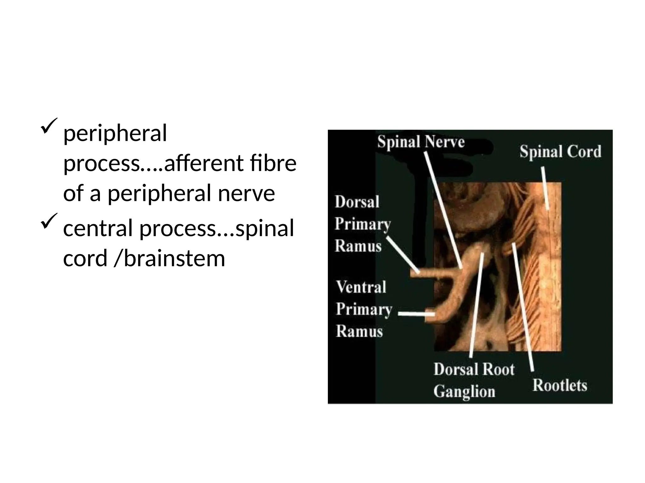 HISTOLOGY OF sensory and autonomic GANGLIA.pptx