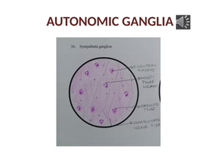 HISTOLOGY OF sensory and autonomic GANGLIA.pptx