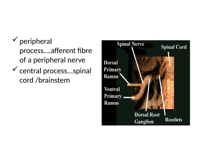 HISTOLOGY OF sensory and autonomic GANGLIA.pptx