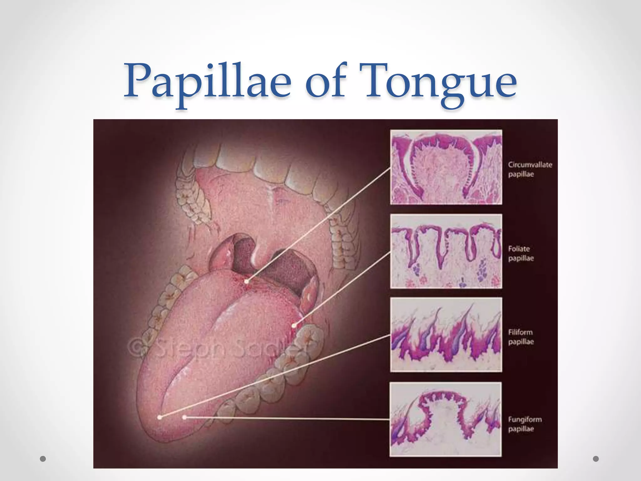 Histology of gastrointestinal tract | PPTX