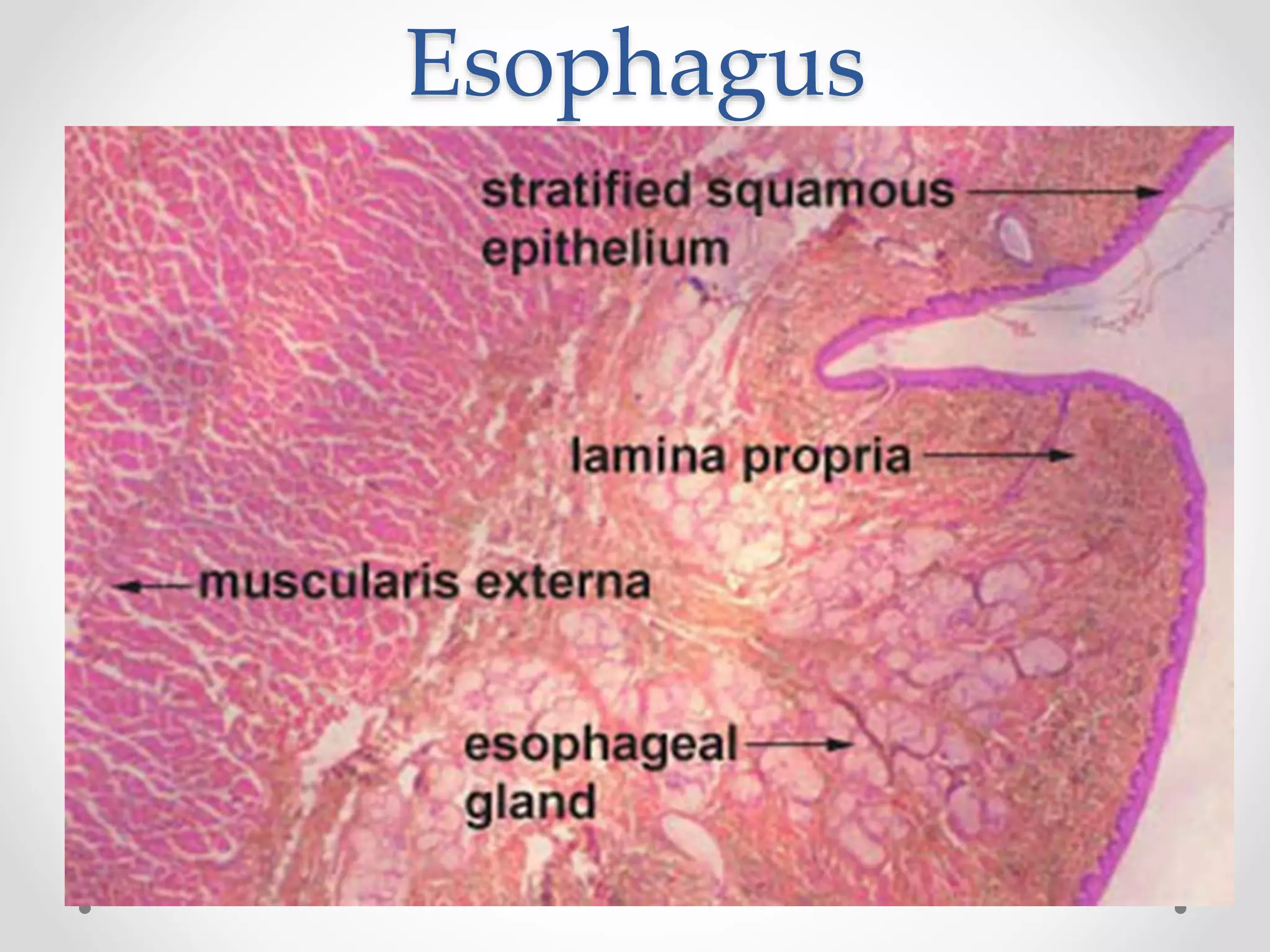Histology of gastrointestinal tract | PPTX
