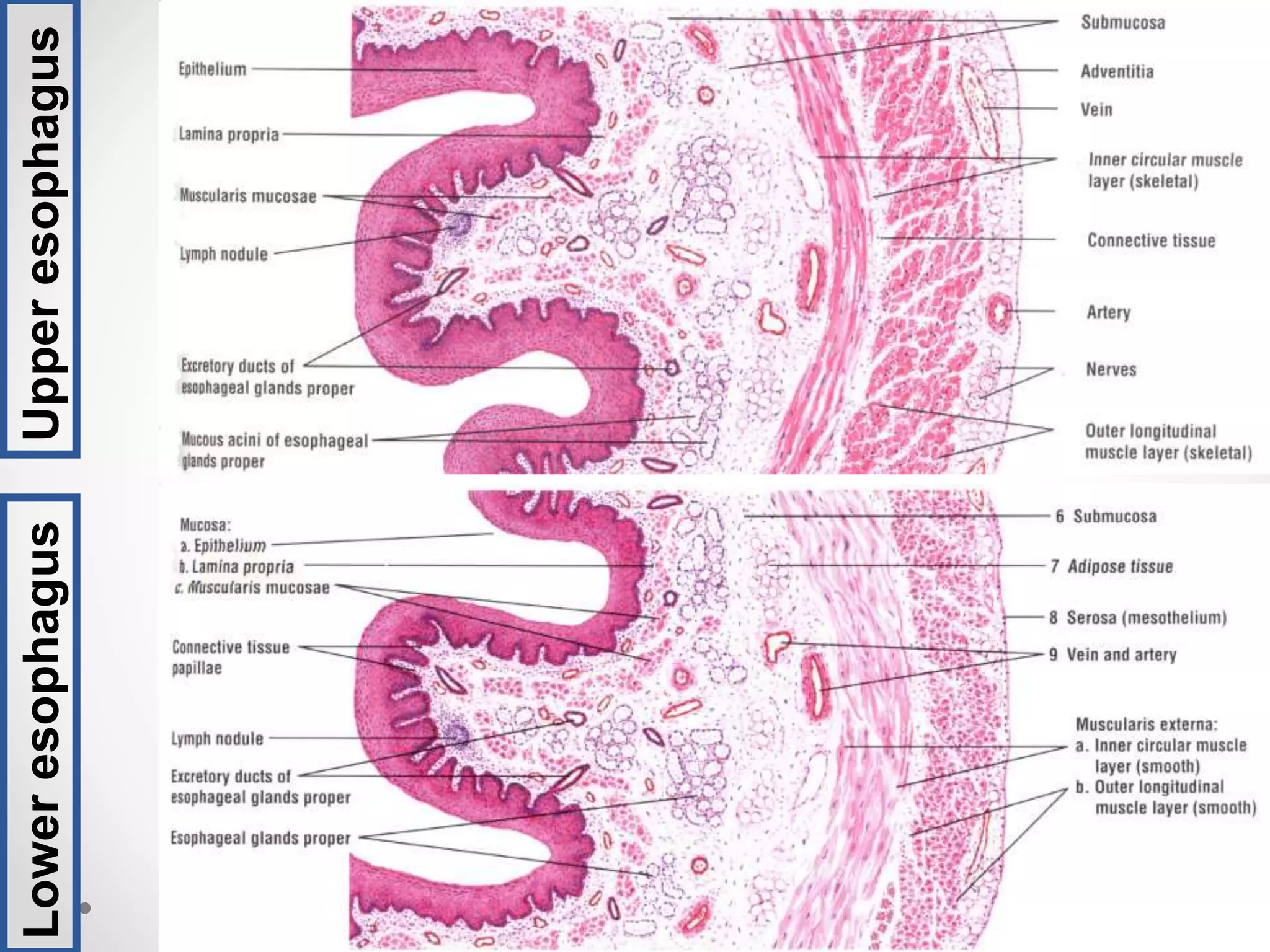 Histology of gastrointestinal tract | PPTX