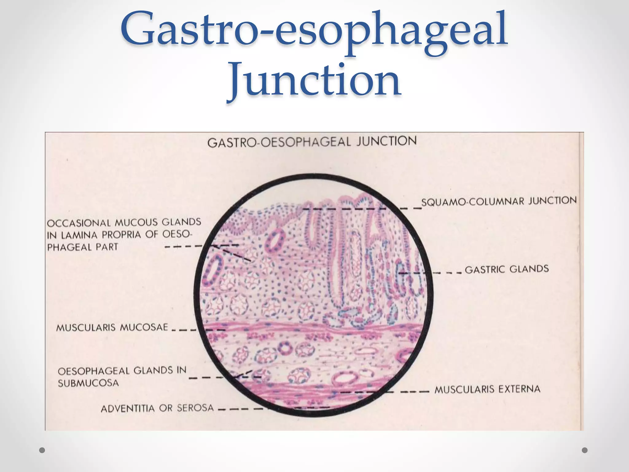 Histology of gastrointestinal tract | PPTX