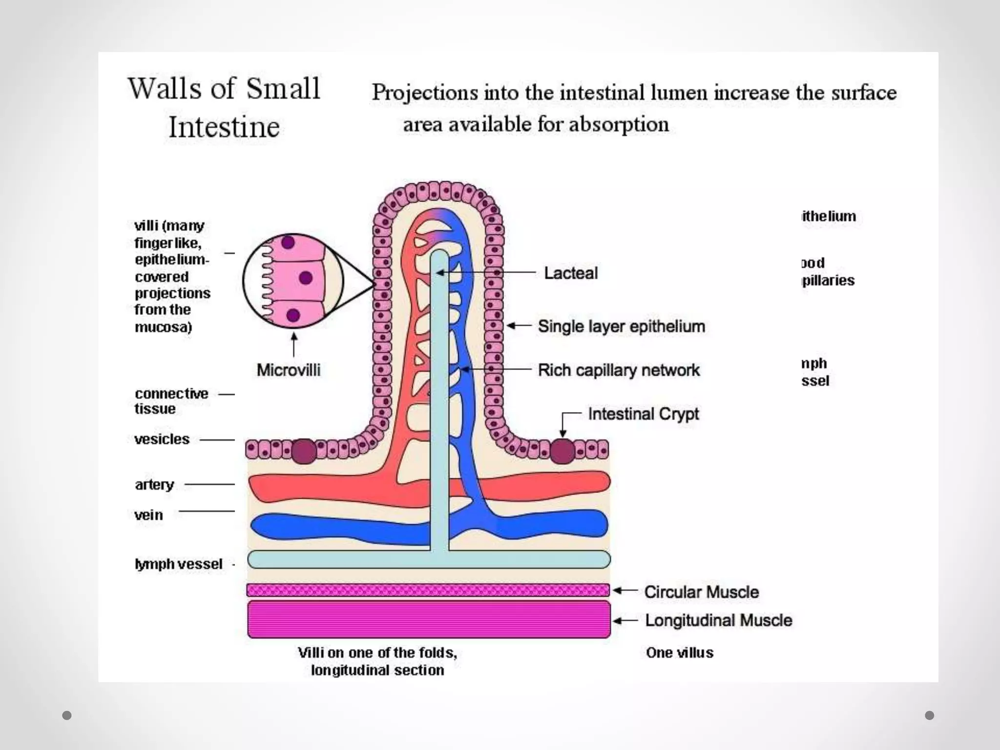 Histology of gastrointestinal tract | PPTX