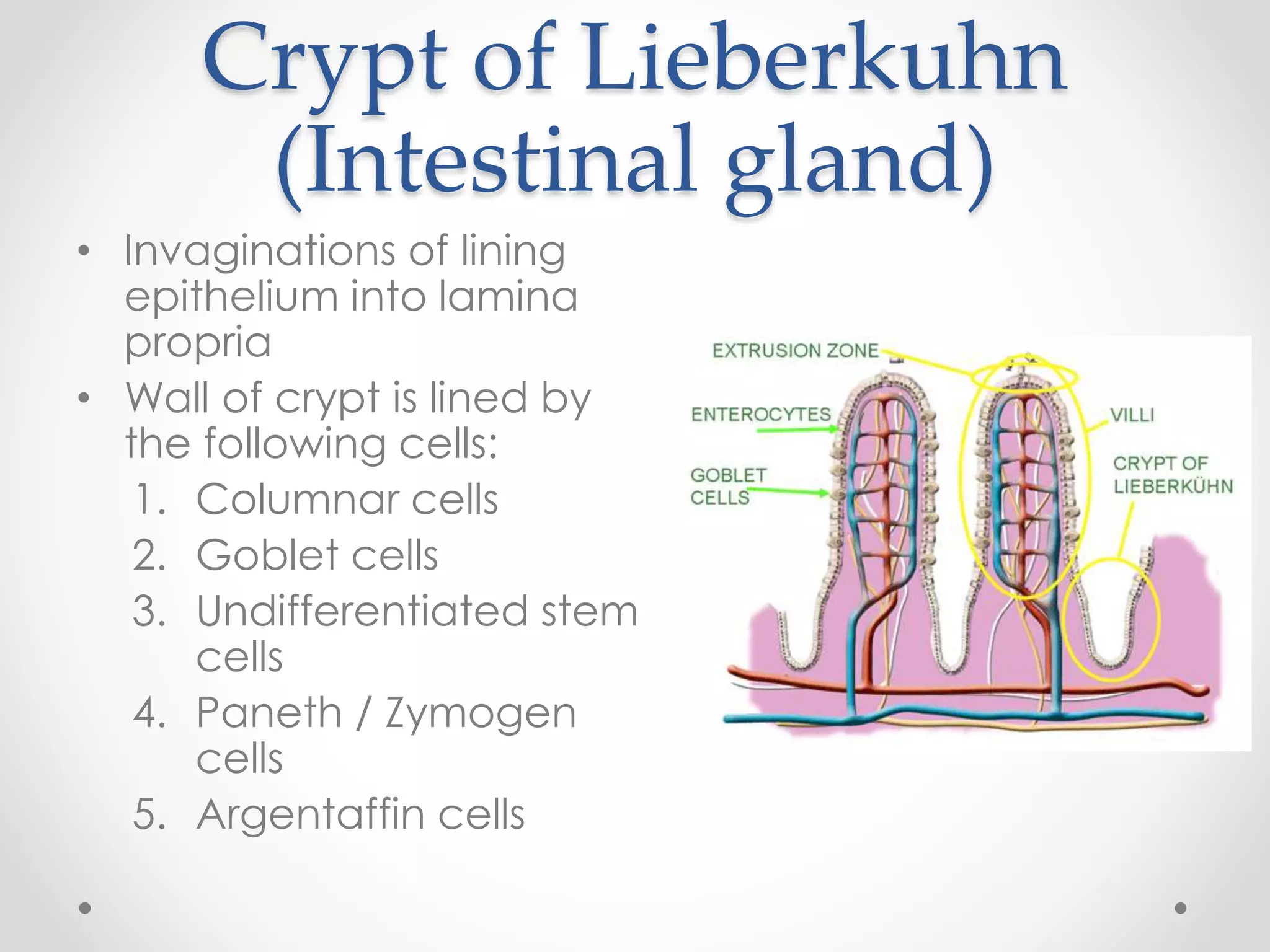 Histology of gastrointestinal tract | PPTX