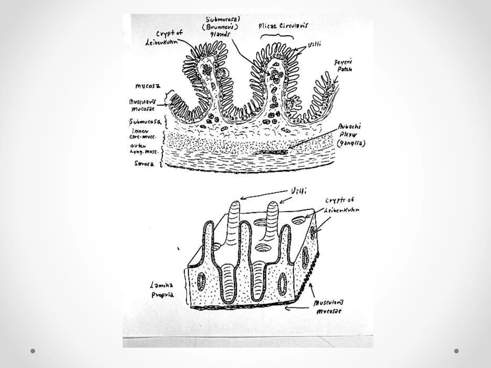 Histology of gastrointestinal tract | PPTX
