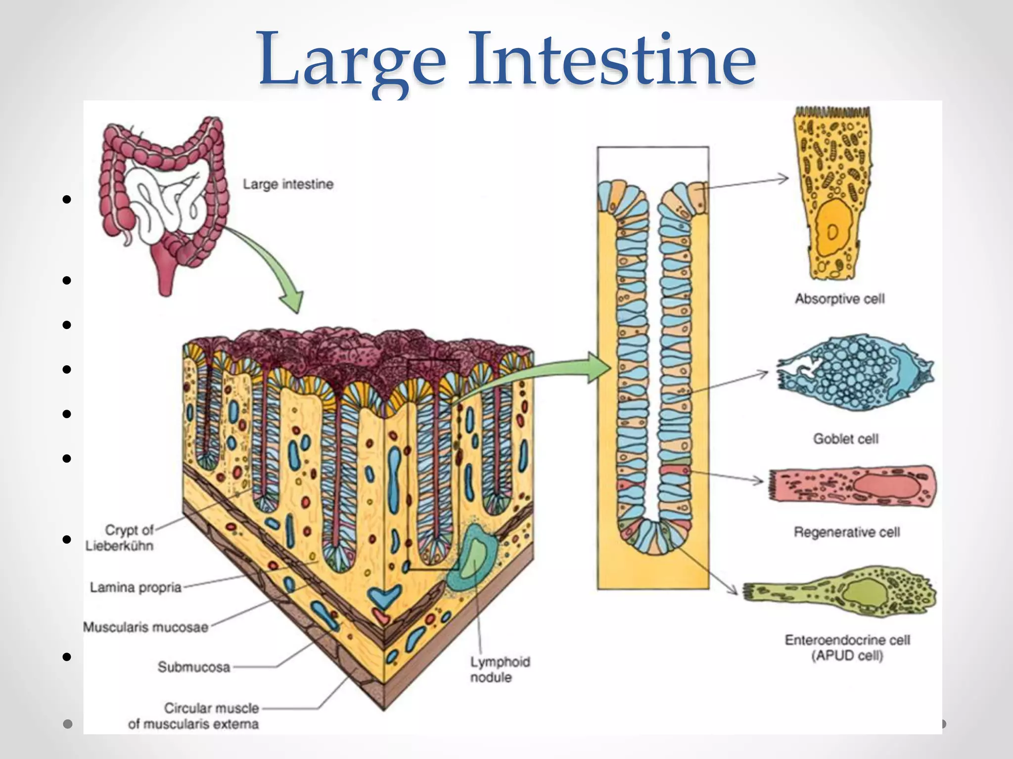 Histology of gastrointestinal tract | PPTX