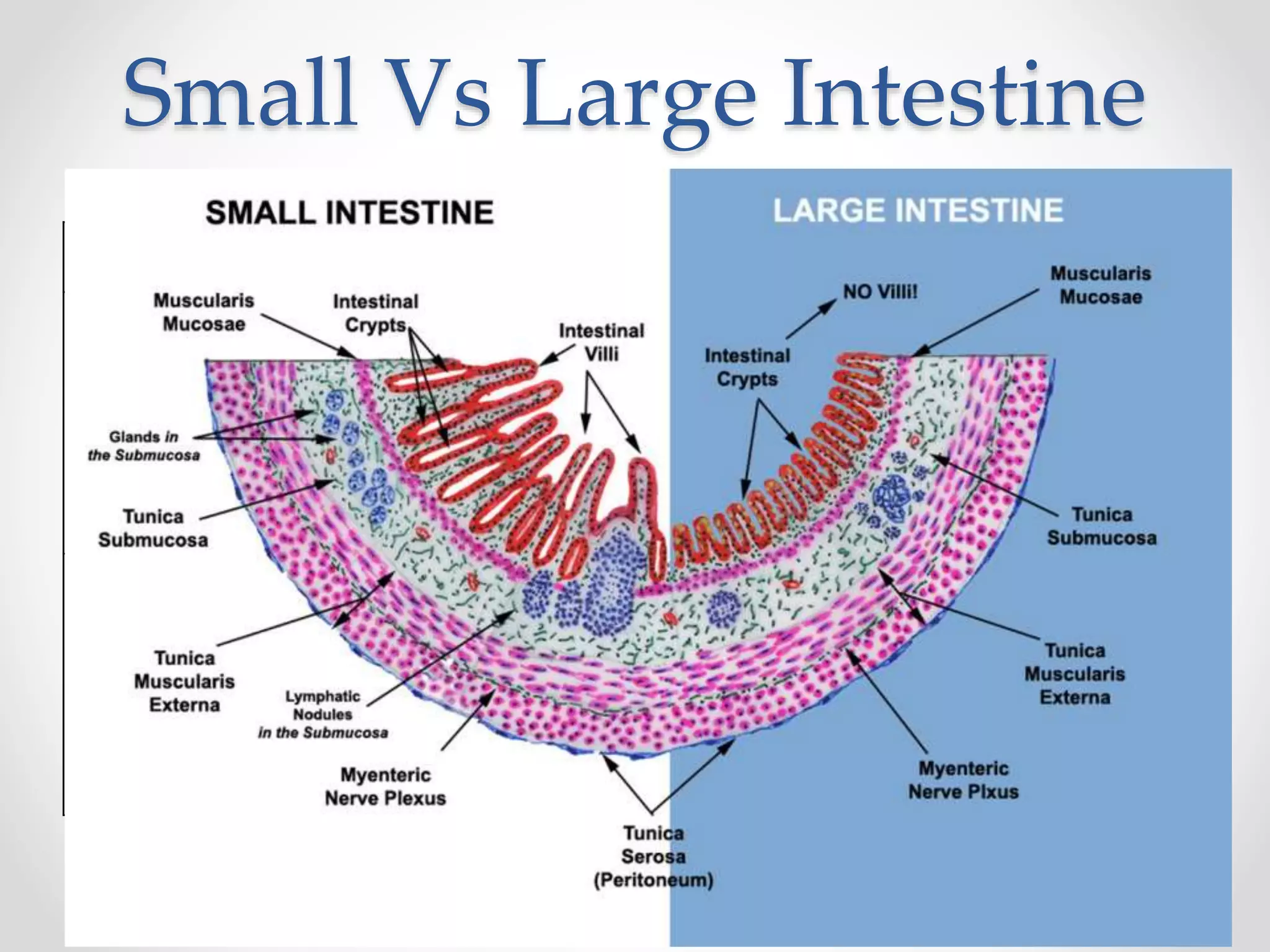 Histology of gastrointestinal tract | PPTX