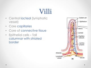 Histology of gastrointestinal tract | PPTX