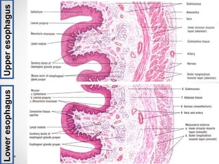 Lower Esophageal Sphincter Histology