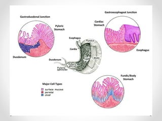 Human Duodenum Histology