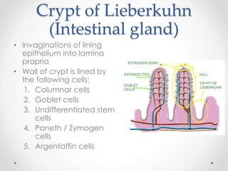 Crypts Of Lieberkuhn Diagram