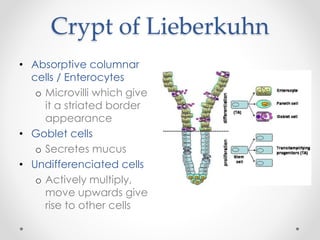 Crypts Of Lieberkuhn Diagram