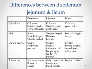 Duodenum Jejunum Ileum Histology