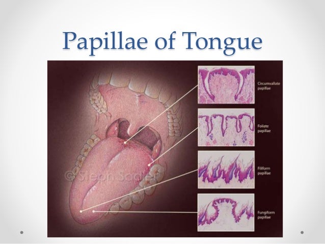 Histology of gastrointestinal tract