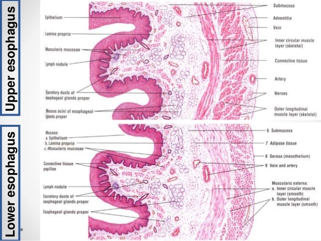 Histology of gastrointestinal tract