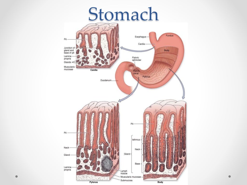 Histology of gastrointestinal tract