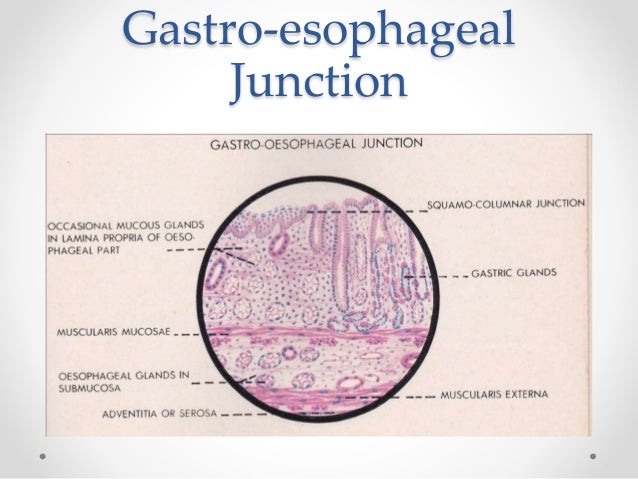Histology of gastrointestinal tract