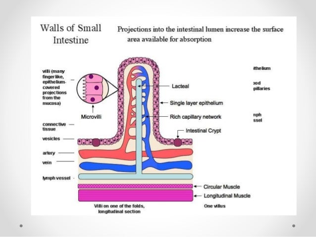 Histology of gastrointestinal tract
