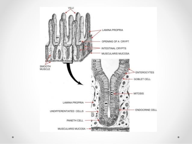Histology of gastrointestinal tract