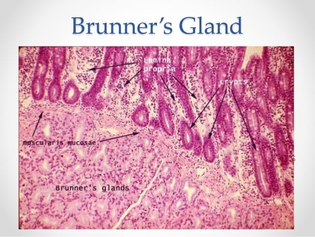 Histology of gastrointestinal tract