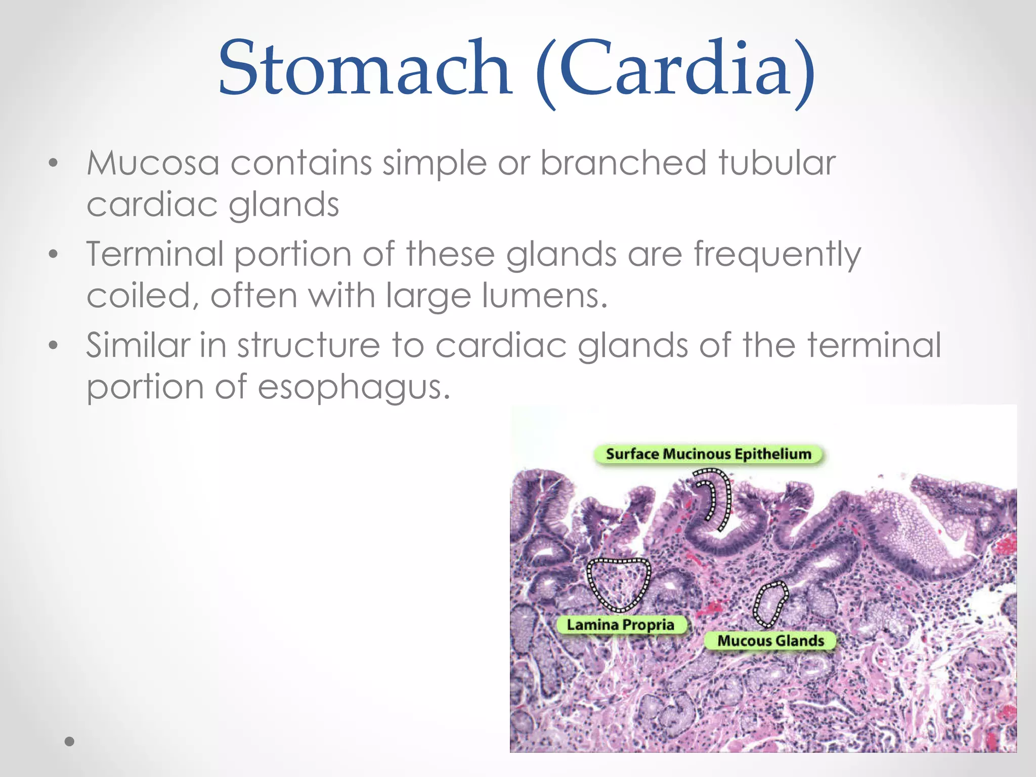 Histology of gastrointestinal tract | PDF