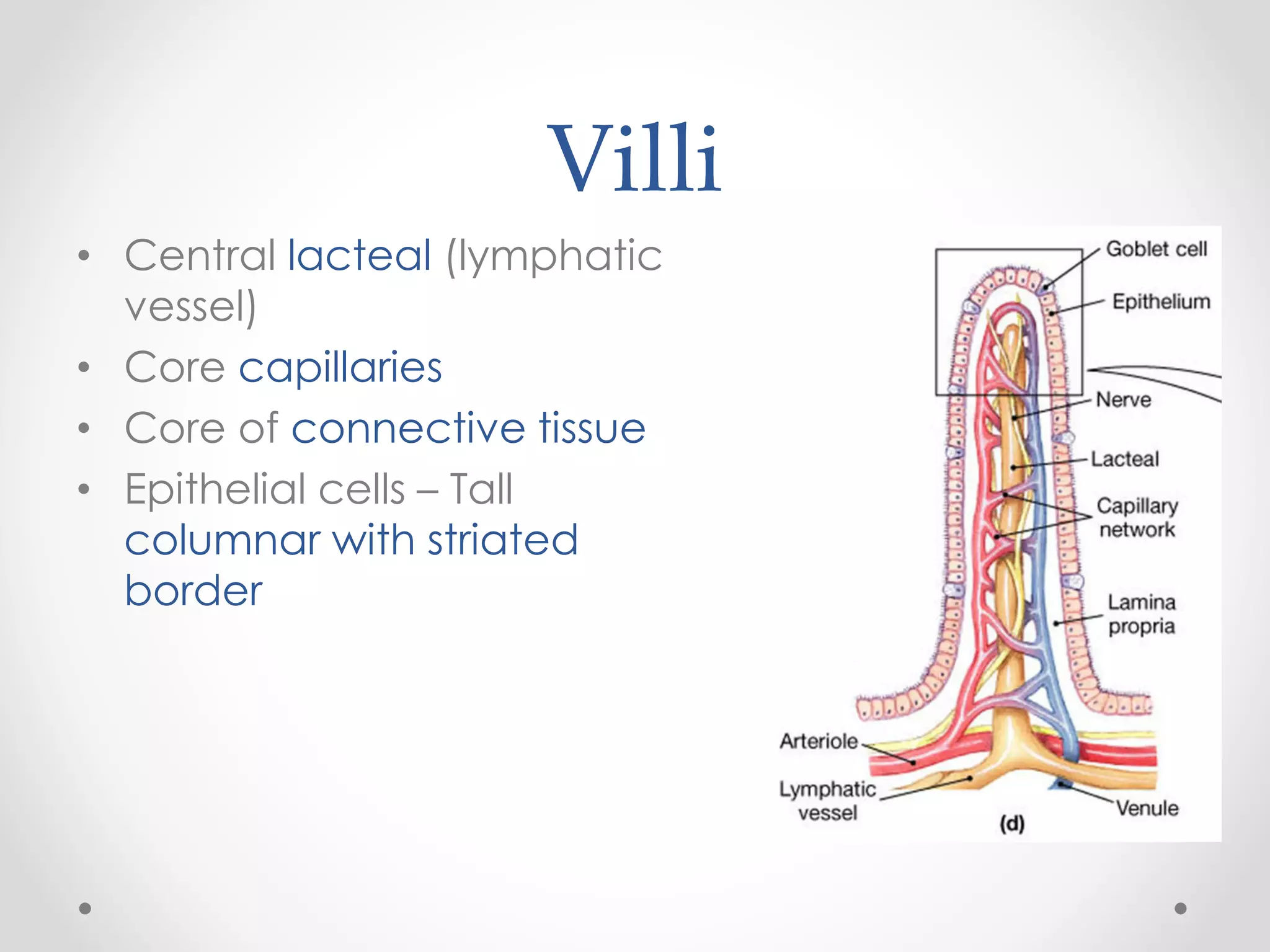 Histology of gastrointestinal tract | PDF