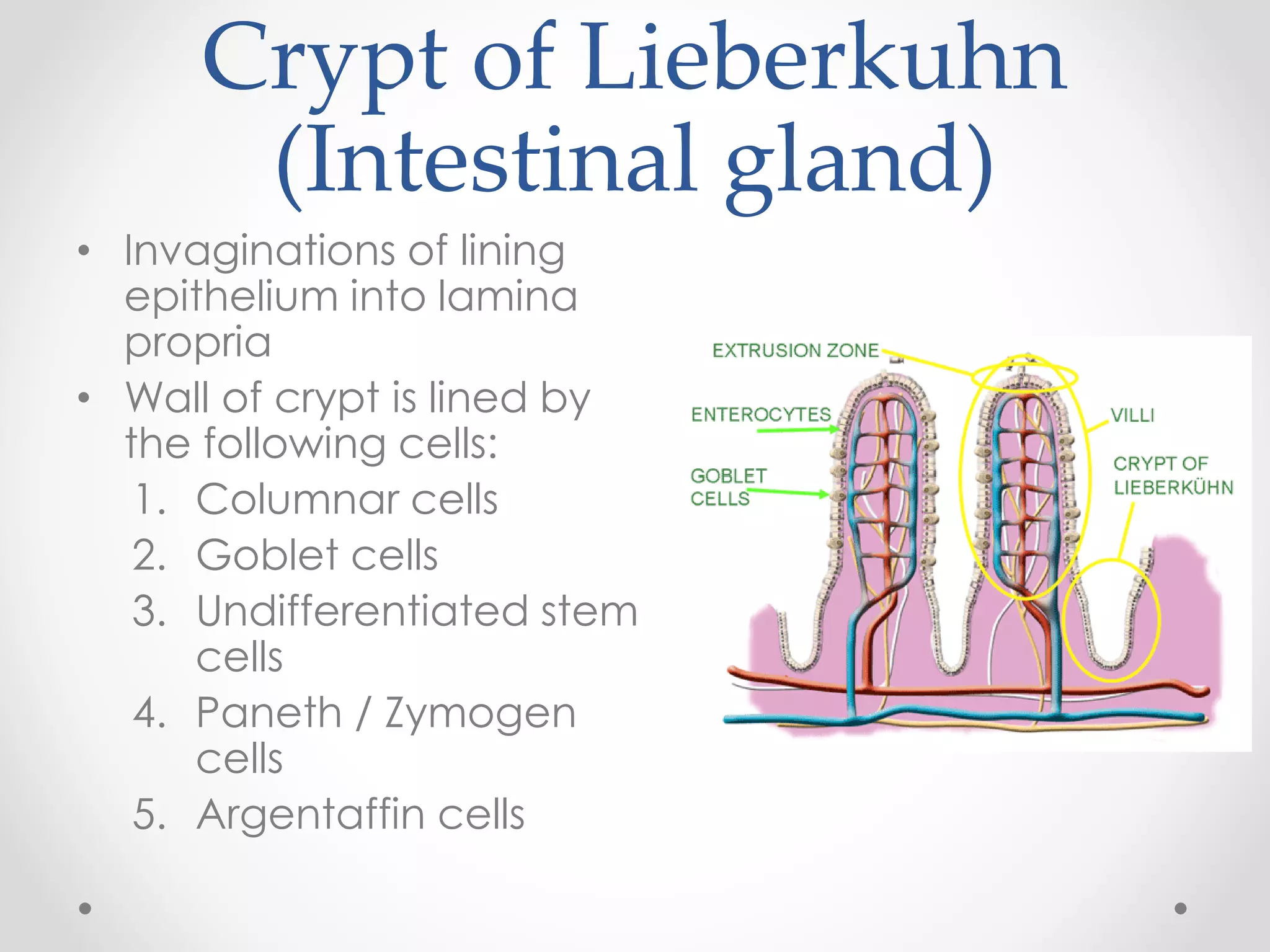 Histology of gastrointestinal tract | PDF