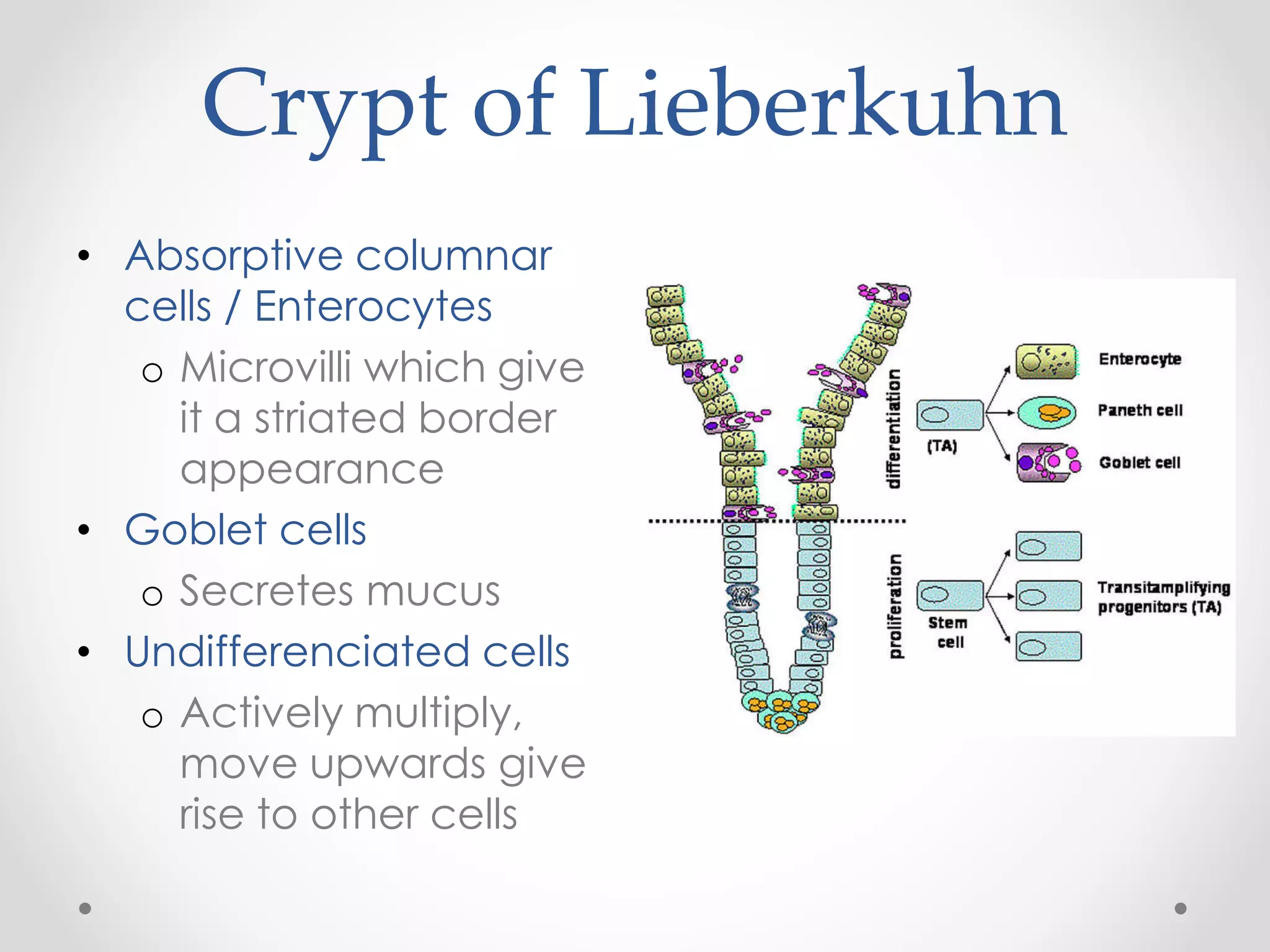 Histology of gastrointestinal tract | PDF