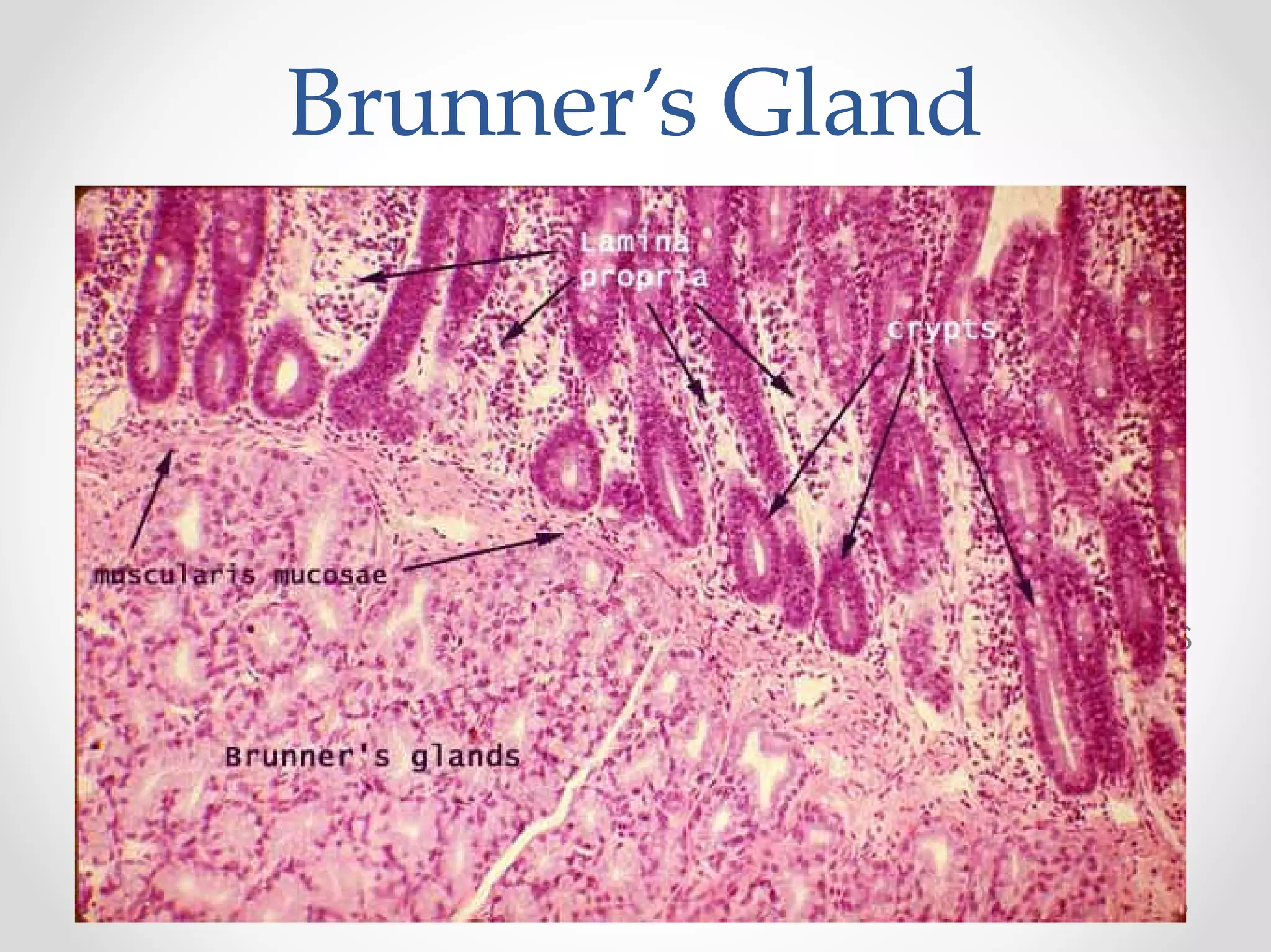 Histology of gastrointestinal tract | PDF