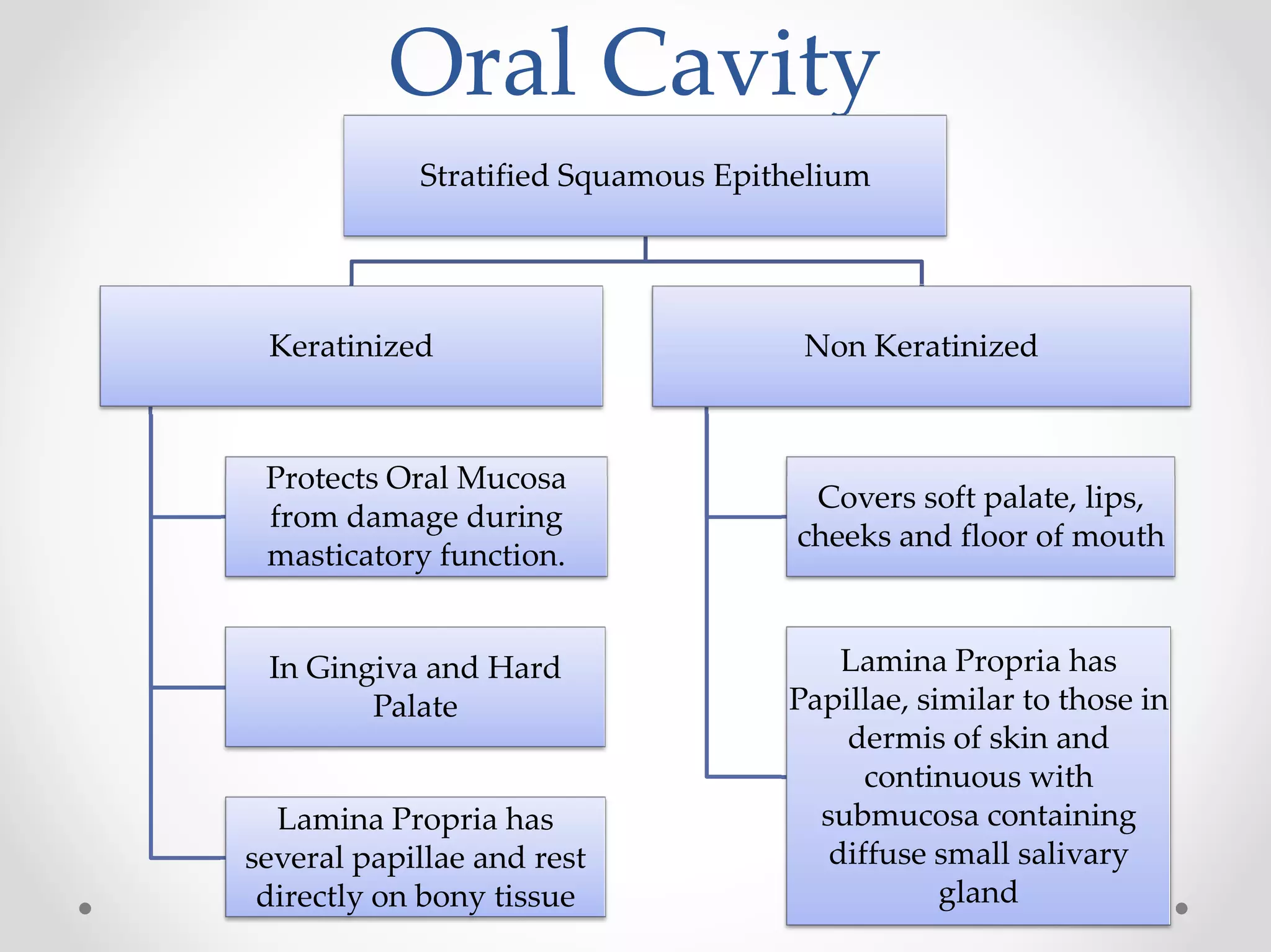Histology of gastrointestinal tract | PDF