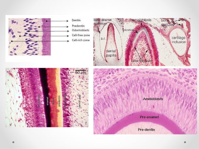 Histology of gastrointestinal tract | PDF