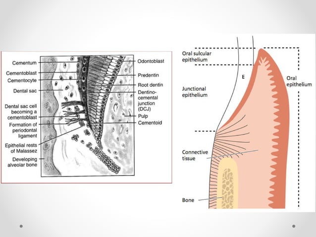 Histology of gastrointestinal tract | PDF