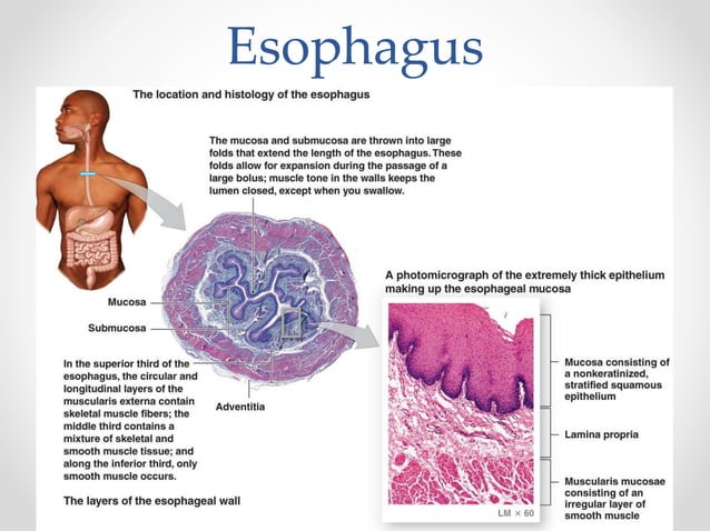 Histology of gastrointestinal tract | PDF