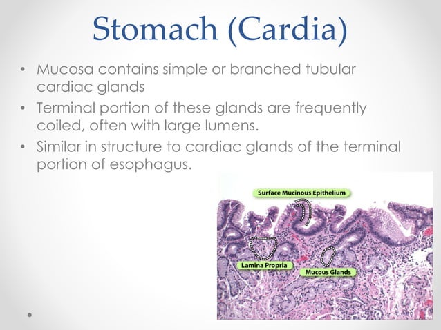 Histology of gastrointestinal tract | PDF