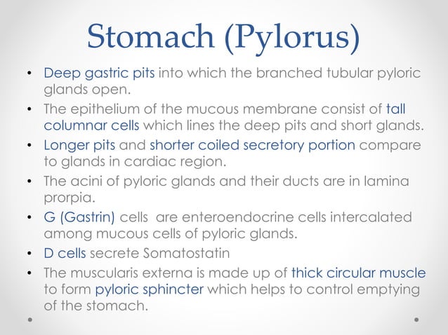 Histology of gastrointestinal tract | PDF