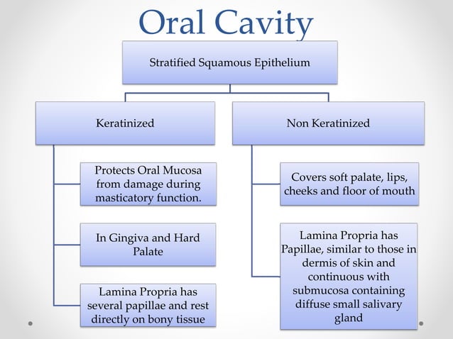 Histology of gastrointestinal tract | PDF