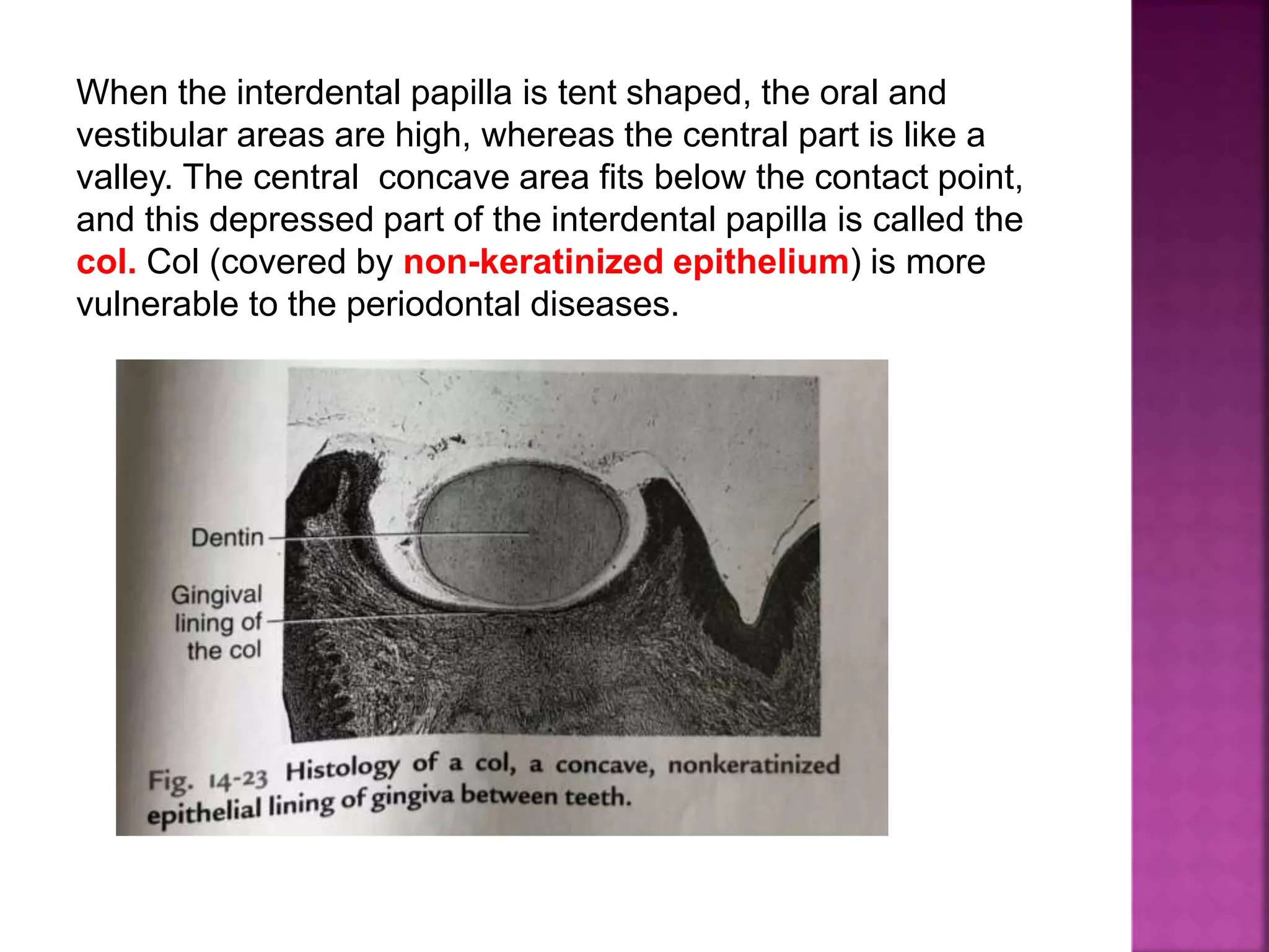 Histology of Gingiva | PPTX
