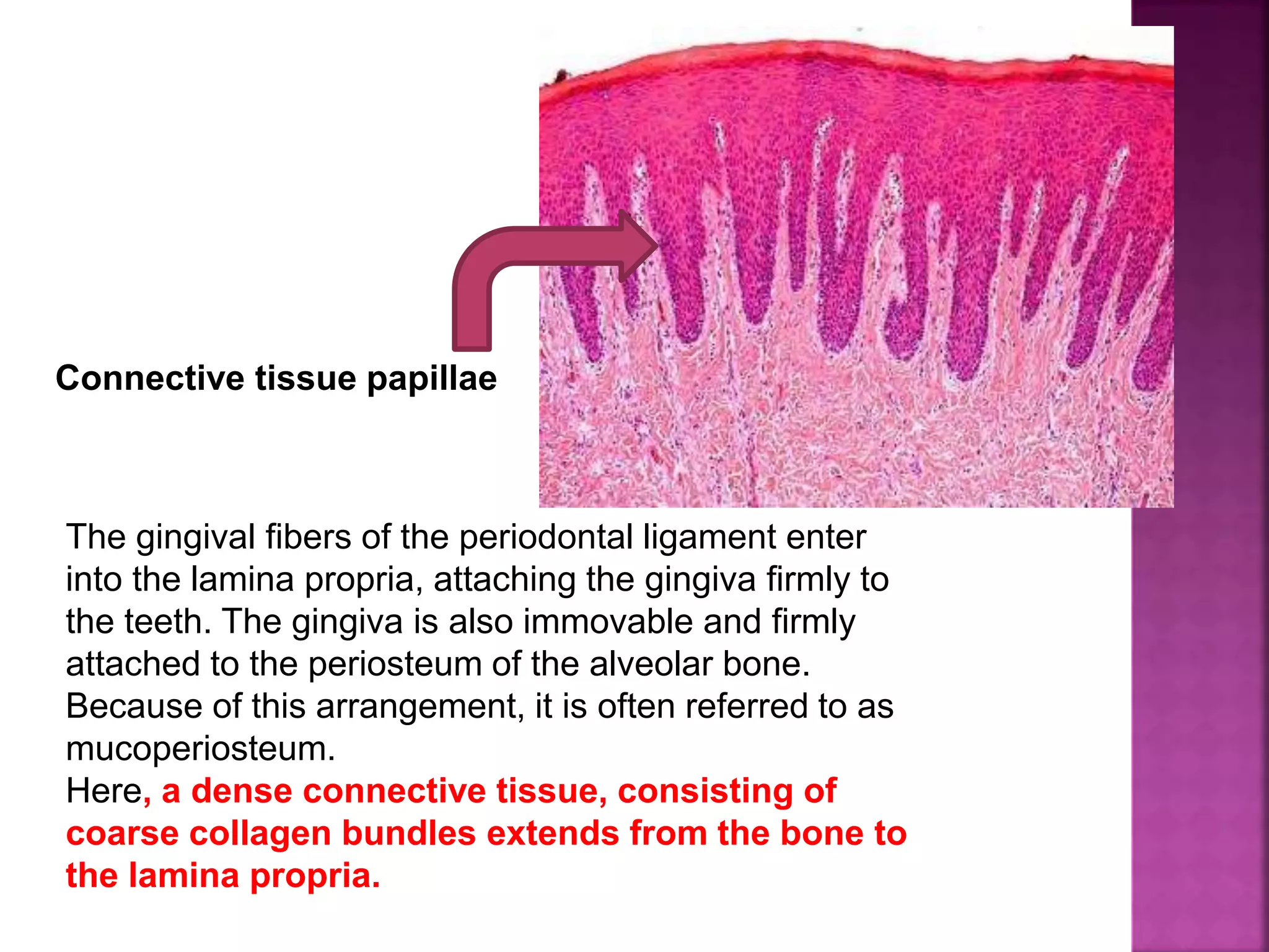Histology of Gingiva | PPTX