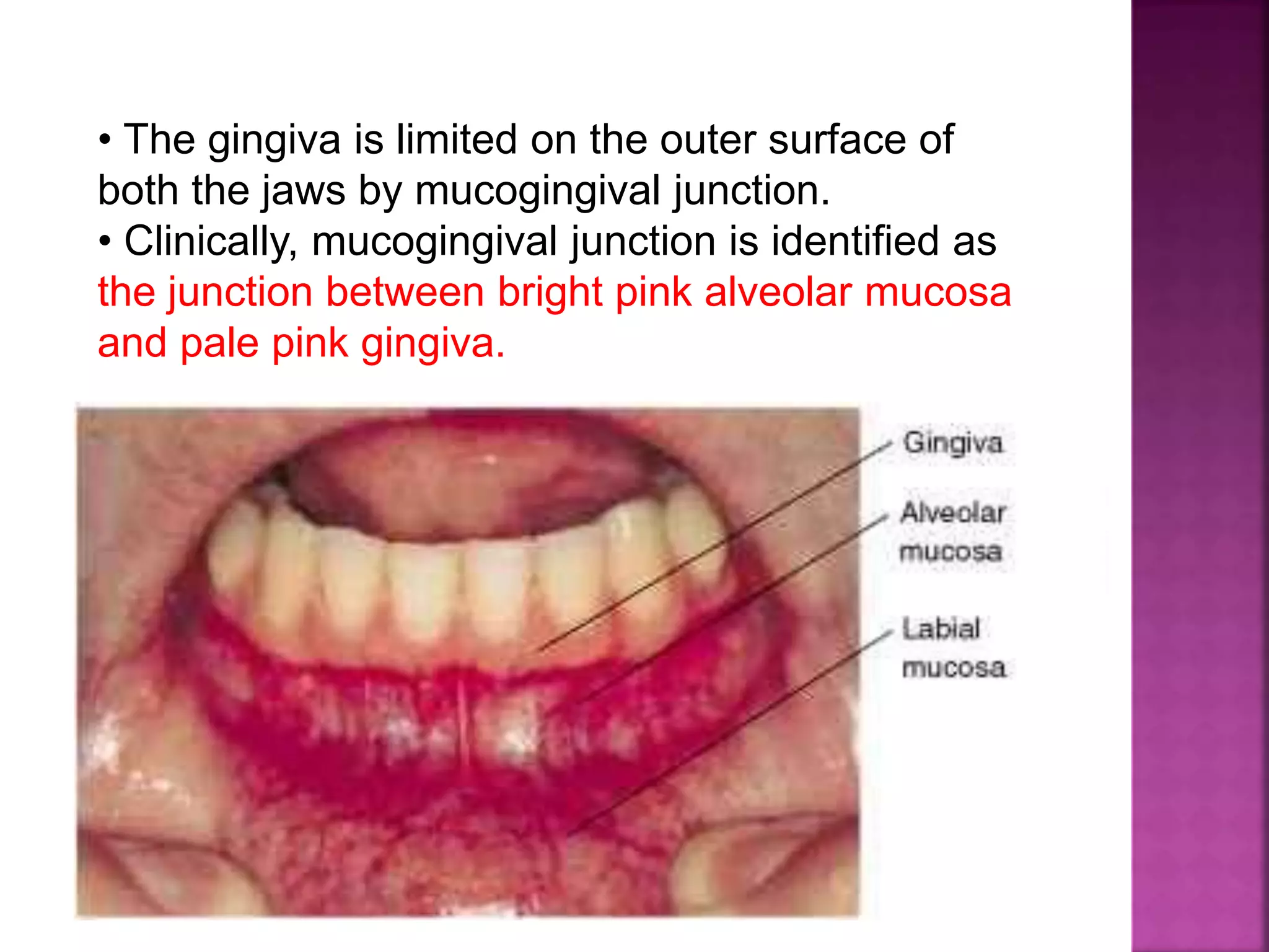 Histology of Gingiva | PPTX