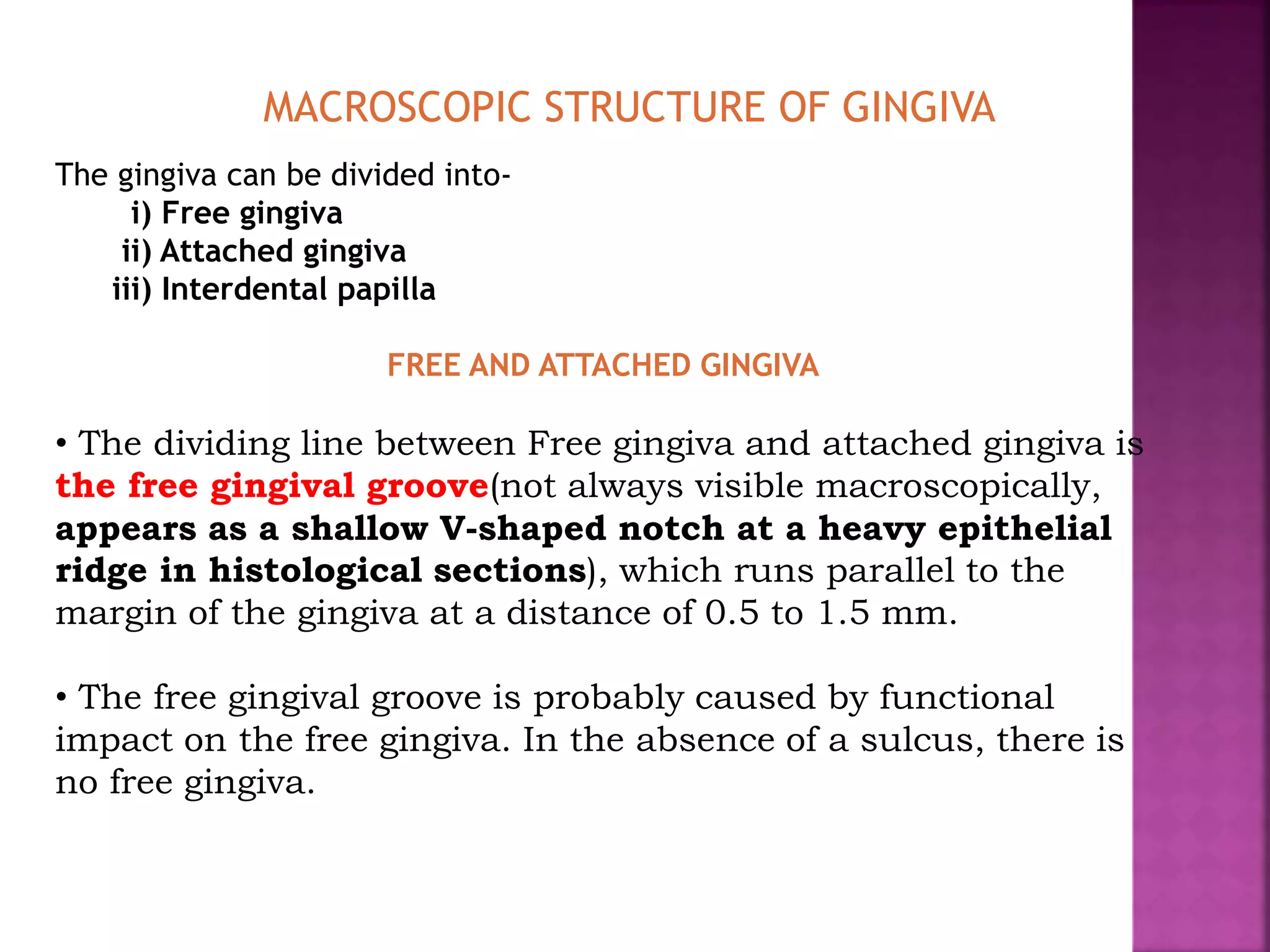 Histology of Gingiva | PPTX