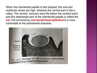 Histology of Gingiva | PPTX